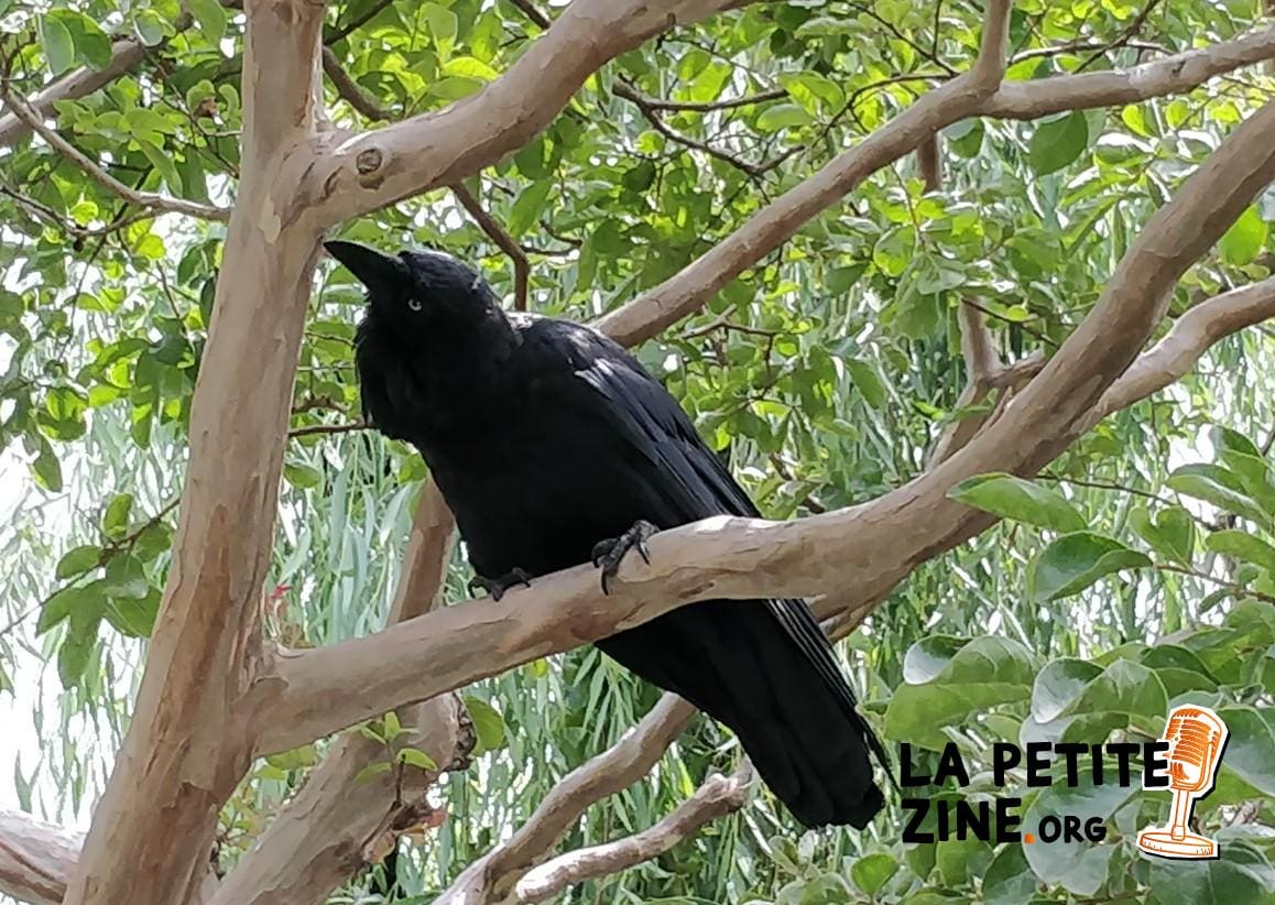 14 astuces pour éloigner les corbeaux de la maison - lapetitezine.org