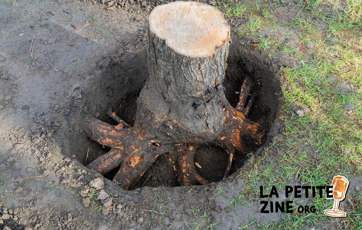 Comment déraciner un arbre ? - lapetitezine.org