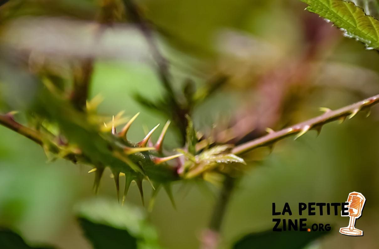 Comment se débarrasser des ronces ? - lapetitezine.org